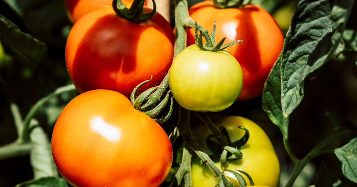 Tomatoes | Boosted | Crowdfunding Arts in New Zealand