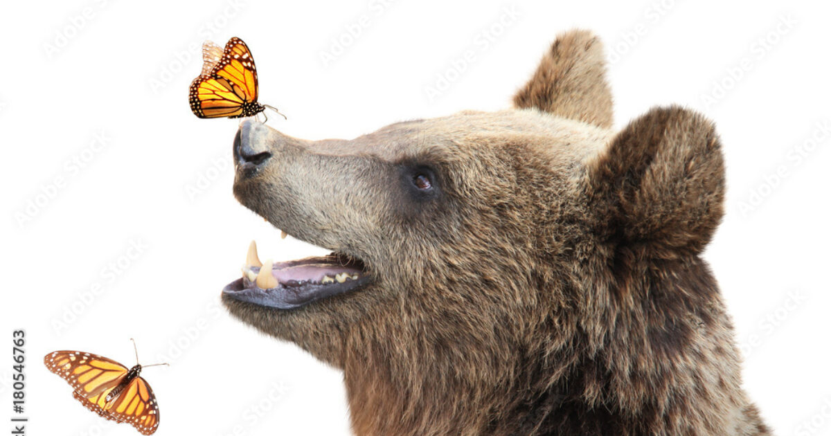 The Butterfly and The Bear | Boosted | Crowdfunding Arts in New Zealand